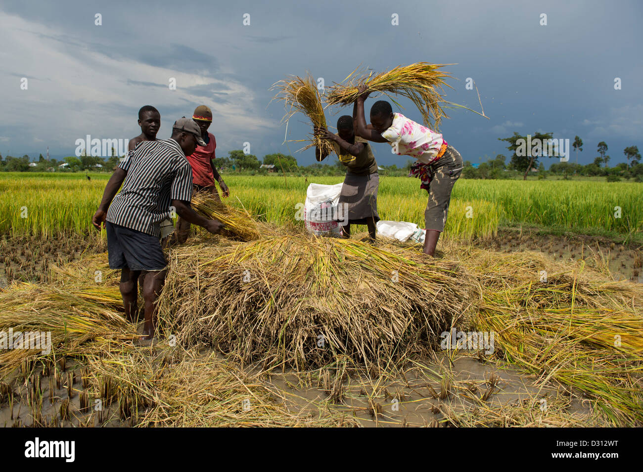 Harvesting rice paddies hi-res stock photography and images - Alamy