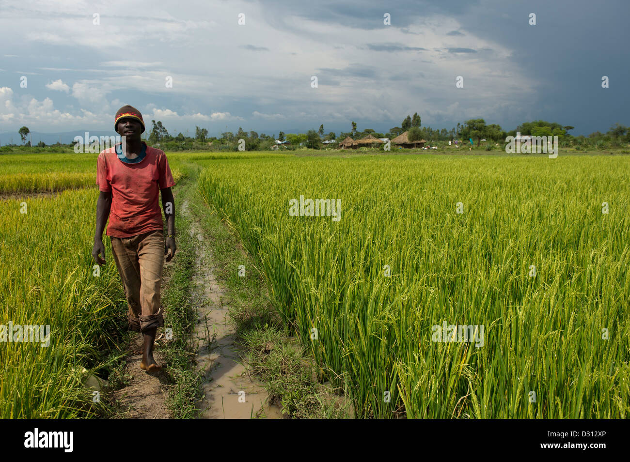 Harvesting rice paddies hi-res stock photography and images - Alamy