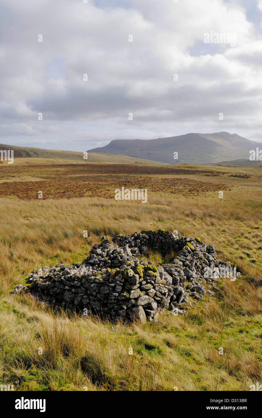 Ancient building remains on Migneint, an upland moorland in North Wales ...