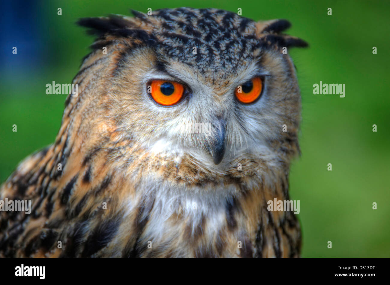 Owl orange eyes hi-res stock photography and images - Alamy