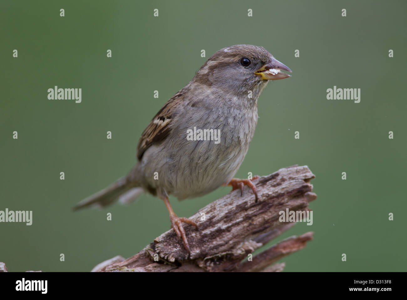 House Sparrow Passer domesticus Stock Photo - Alamy
