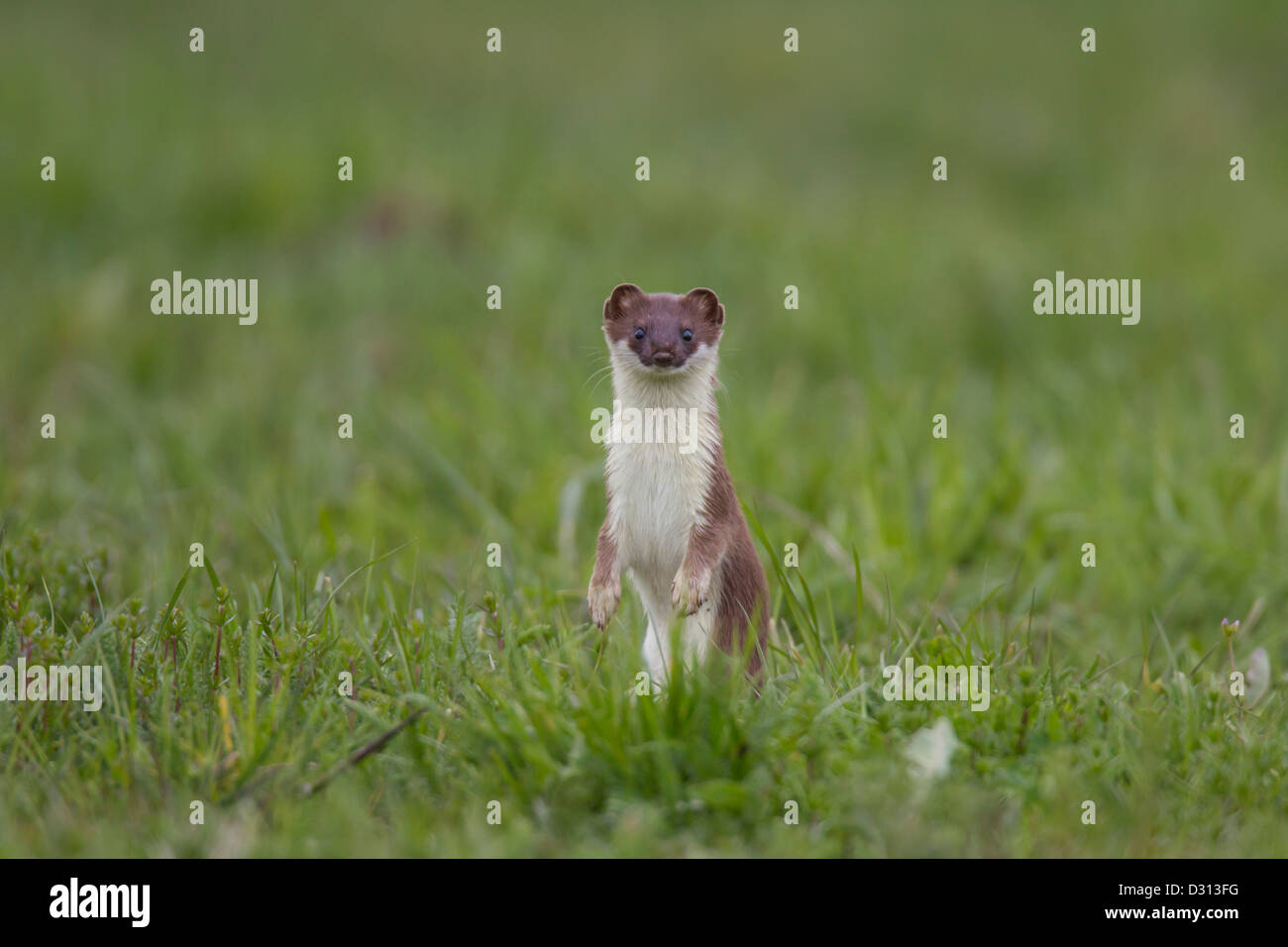 Wiesel grosses wiesel hi-res stock photography and images - Alamy