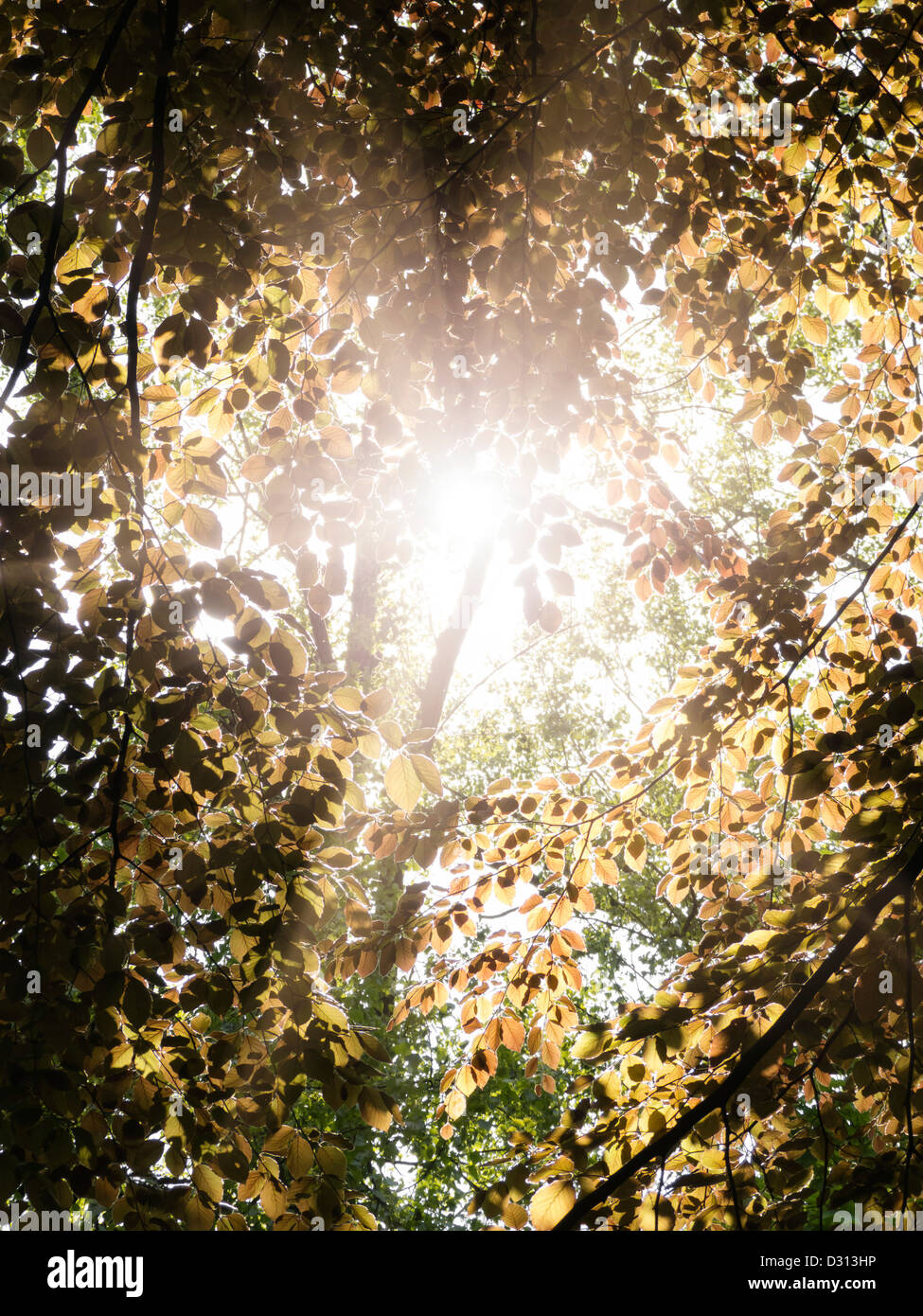 Sun shining trough tree leaves Stock Photo - Alamy