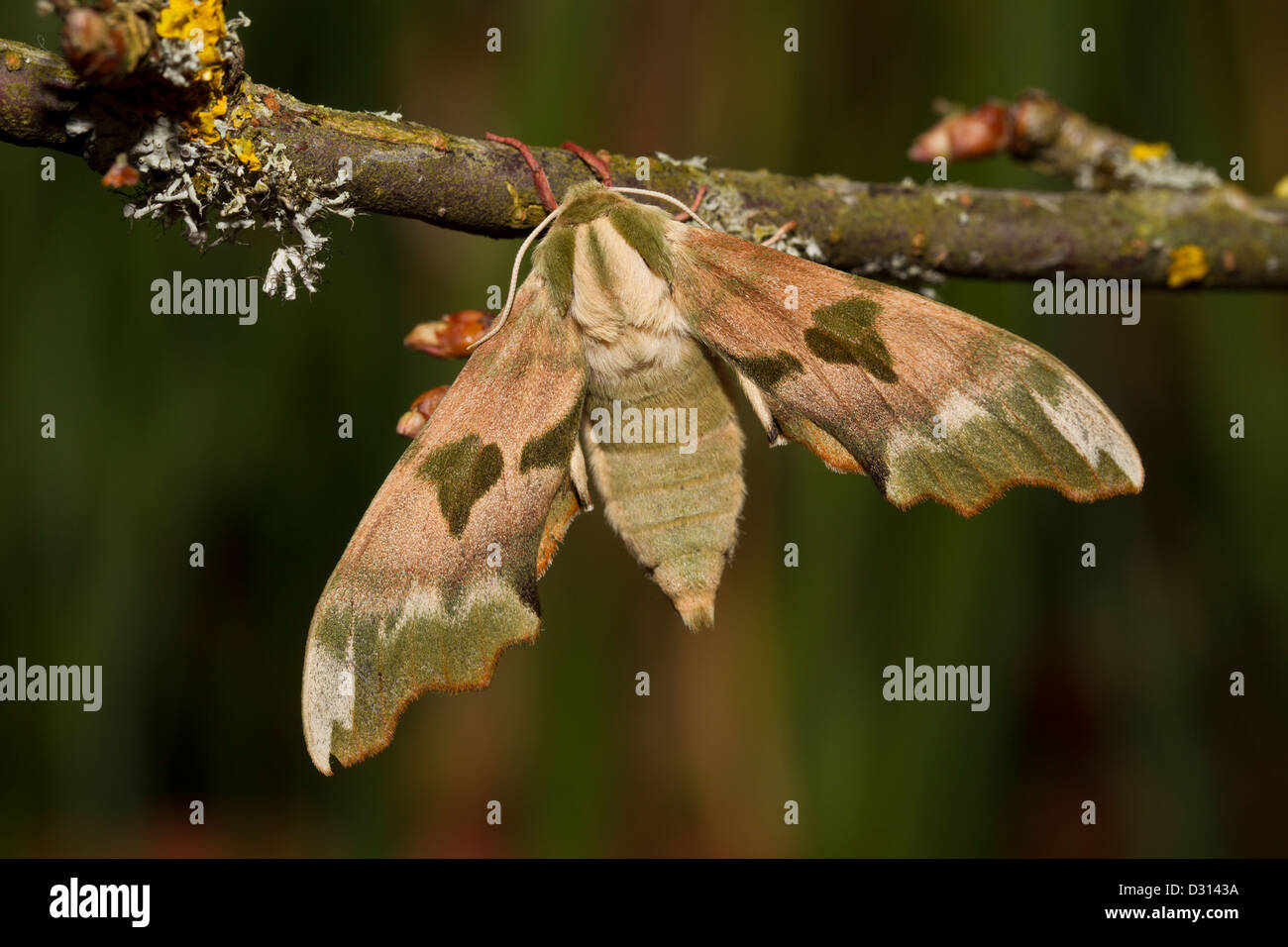 Grand moth hi-res stock photography and images - Alamy