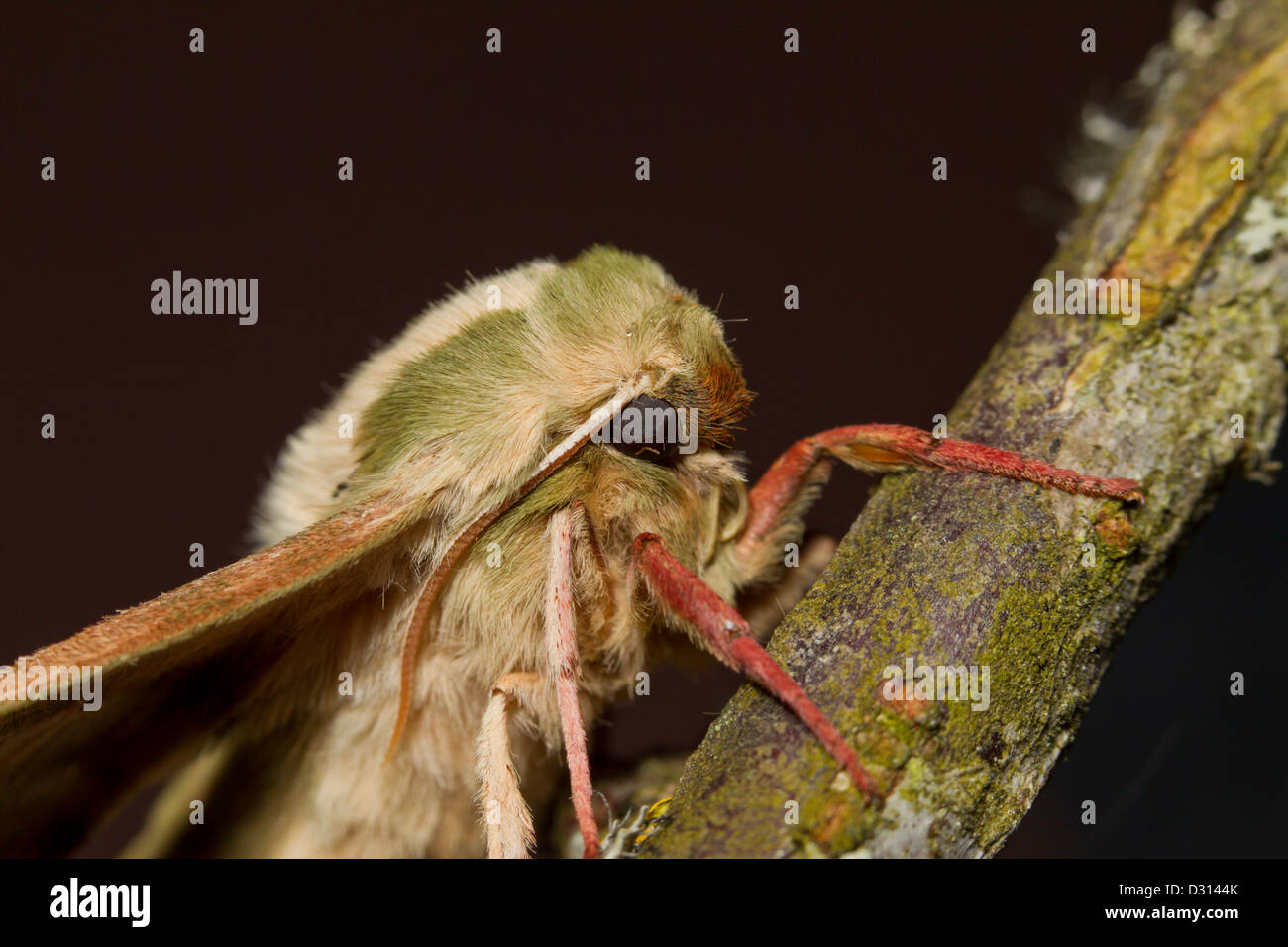 Grand moth hi-res stock photography and images - Alamy