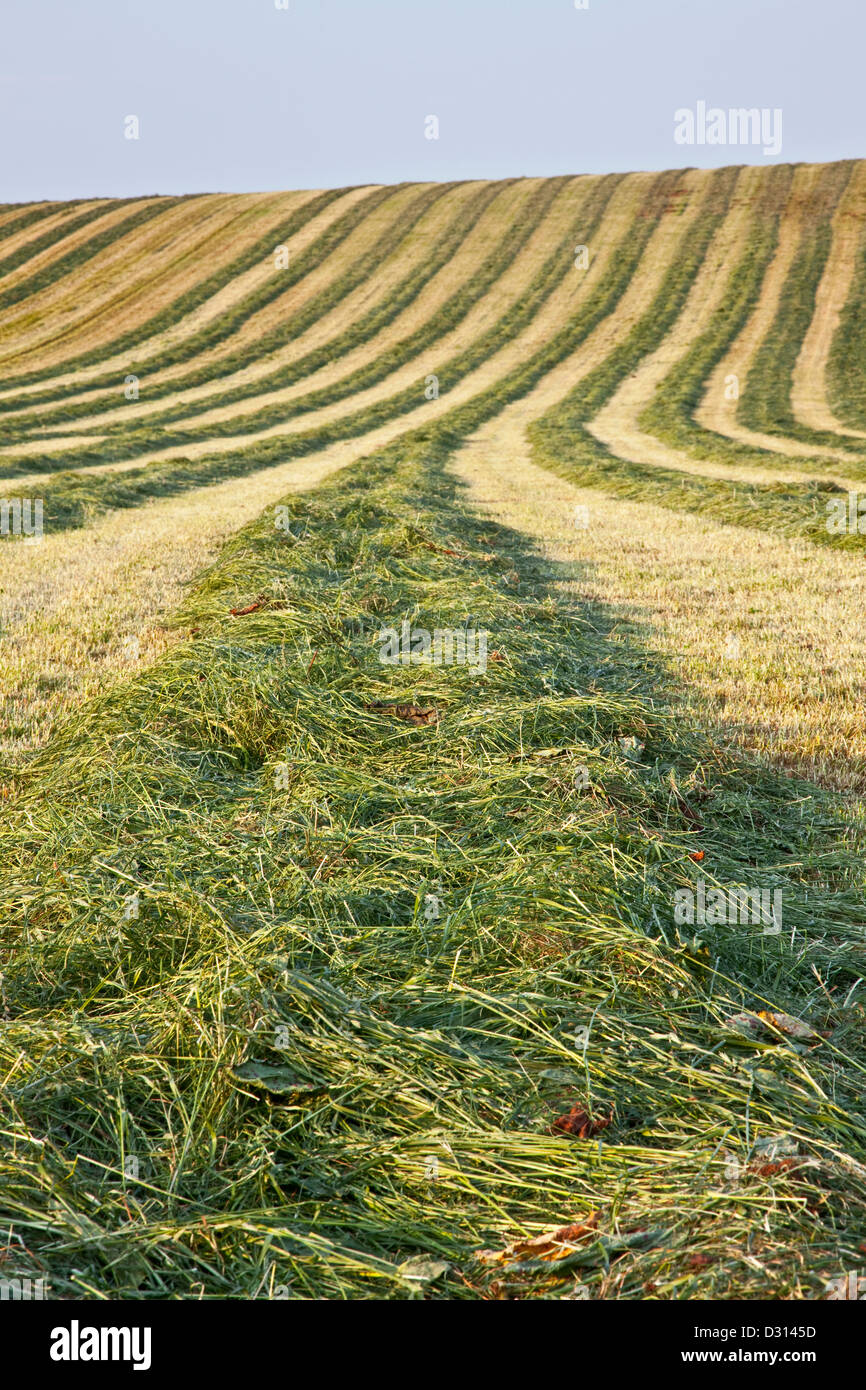 Silage field cut and ready for harvesting, Worcestershire, England, UK ...