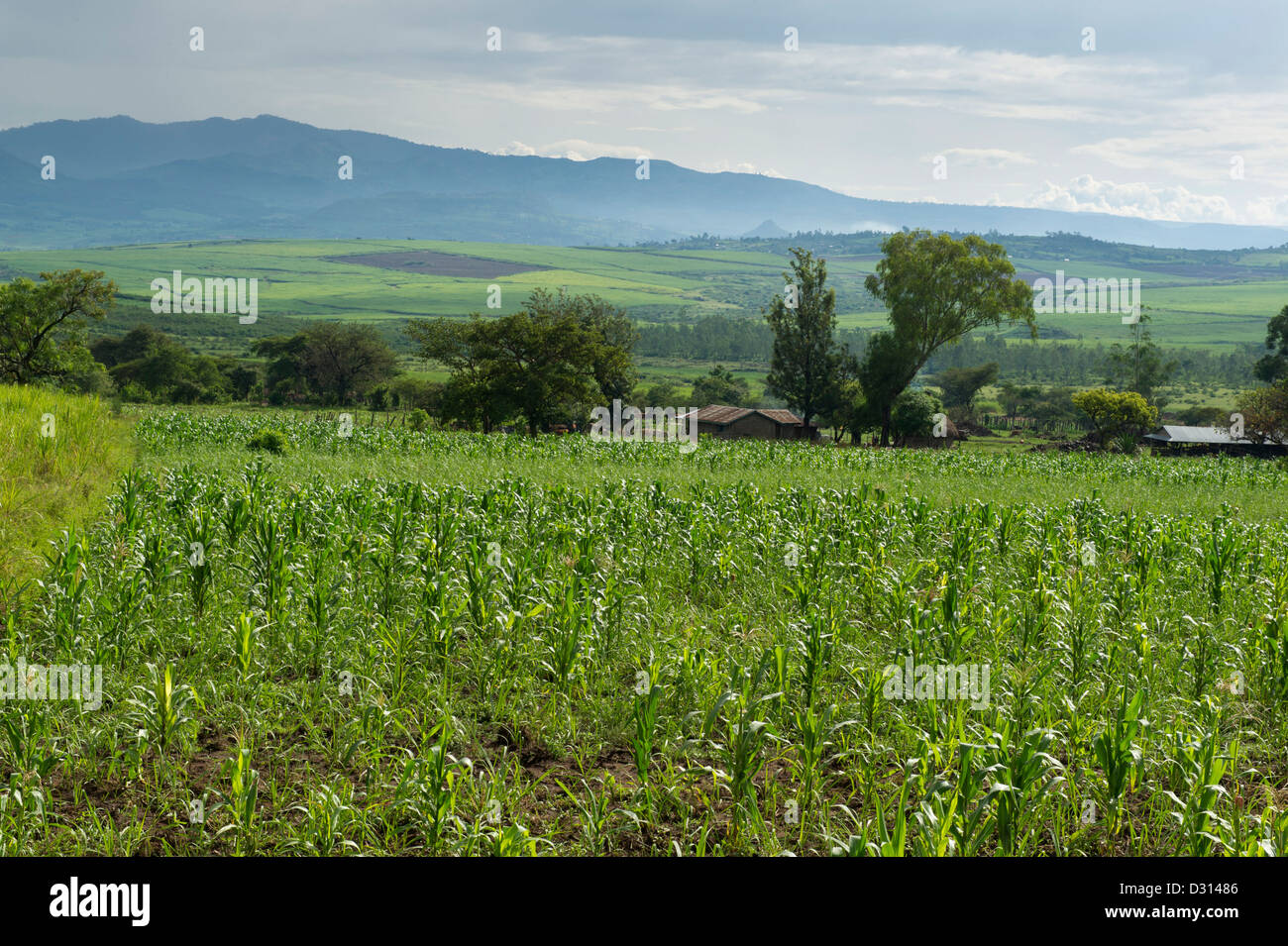 Maize field below Nandi Hills, Western Kenya Stock Photo - Alamy