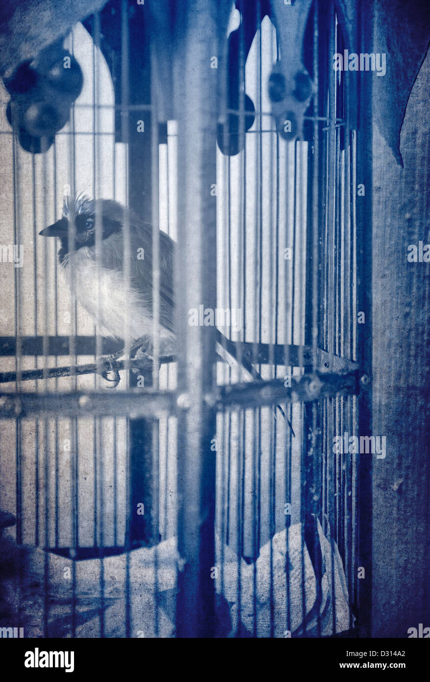 Bird in a Cage in Blue Stock Photo - Alamy