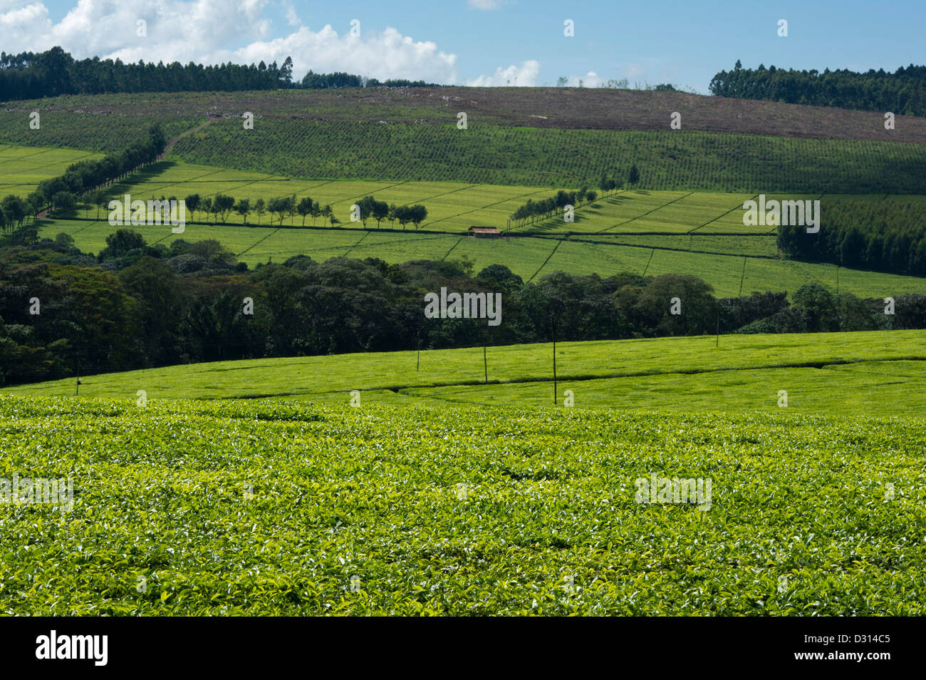 Kericho tea hi-res stock photography and images - Alamy