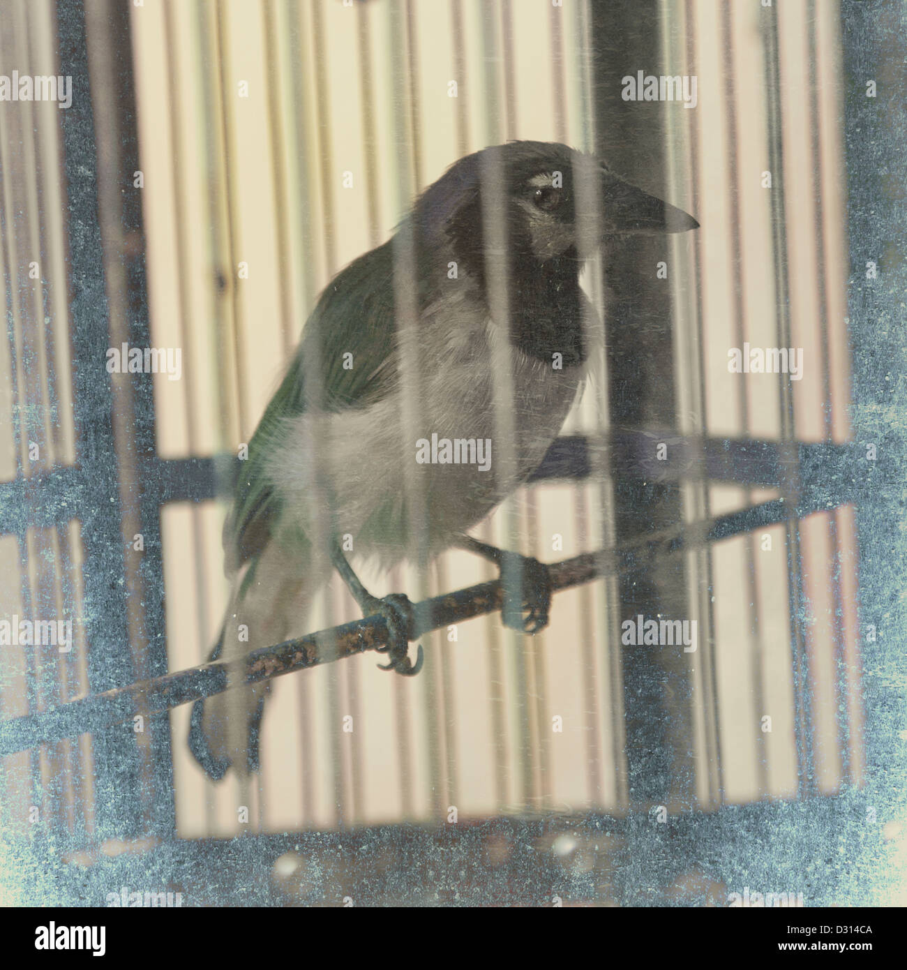 Caged bird hi-res stock photography and images - Alamy