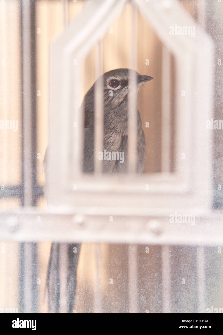 Small Bird in Cage Stock Photo - Alamy