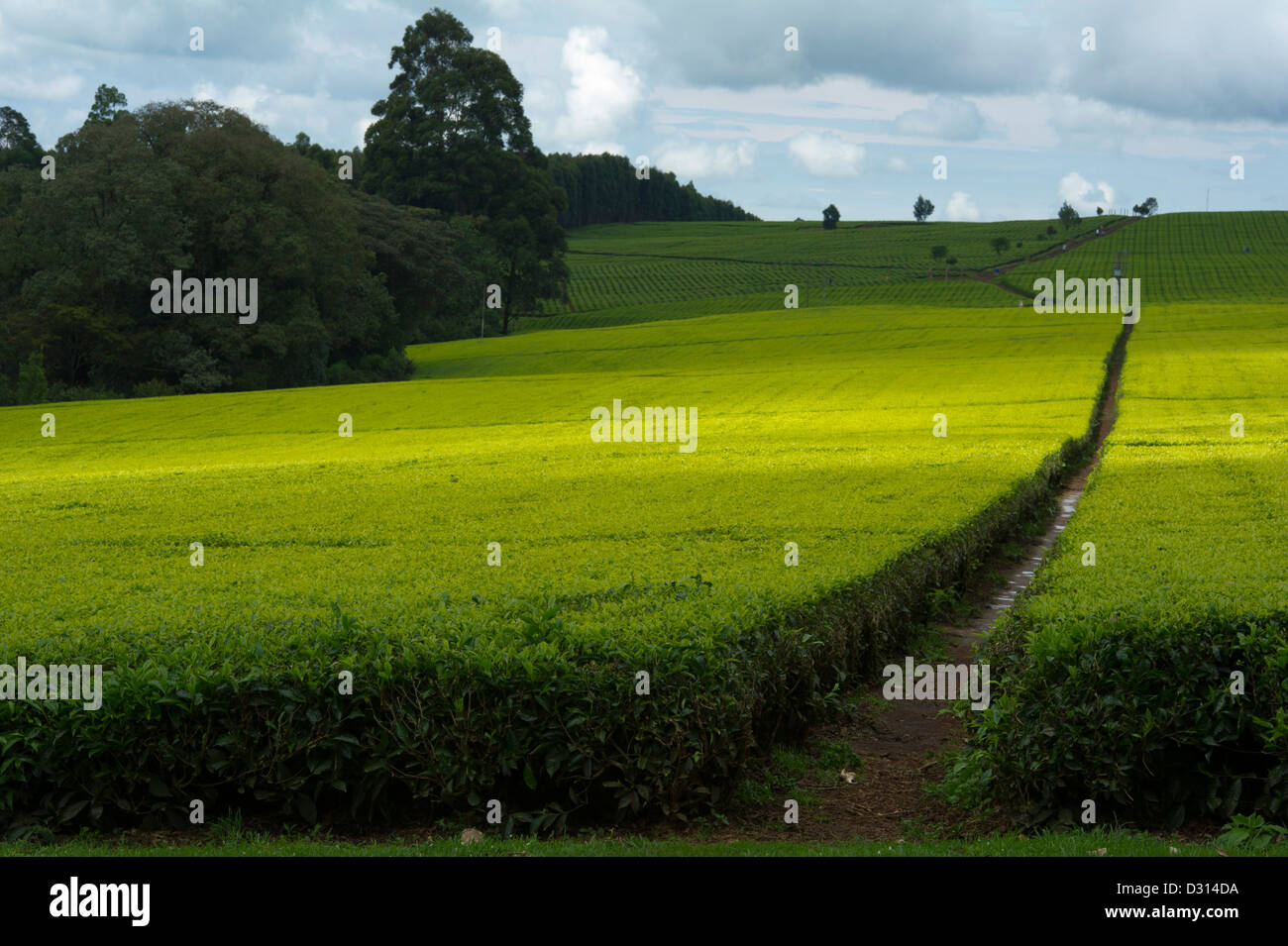 Tea plantation, Kericho, Western Kenya Stock Photo - Alamy