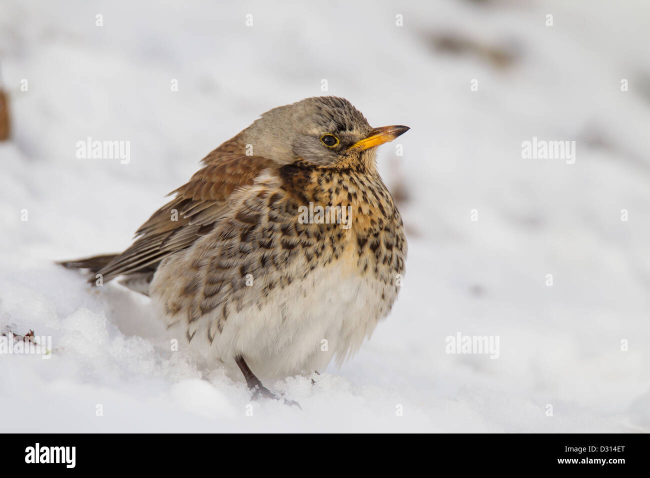 Drossel High Resolution Stock Photography and Images - Alamy