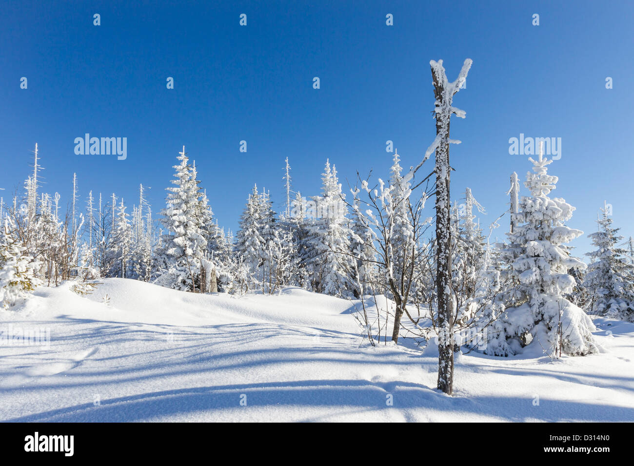 winter in bavarian forest, germany Stock Photo - Alamy