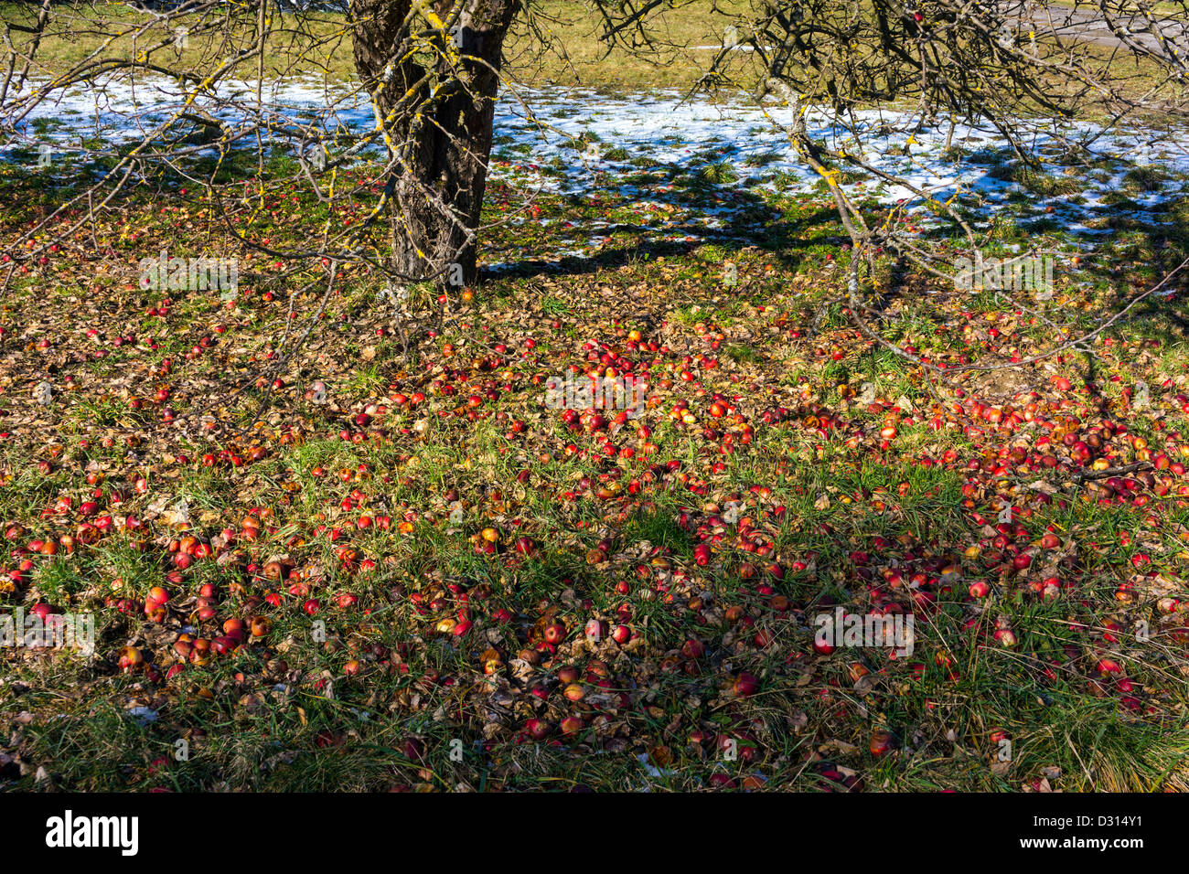 Growing under tree hi-res stock photography and images - Alamy
