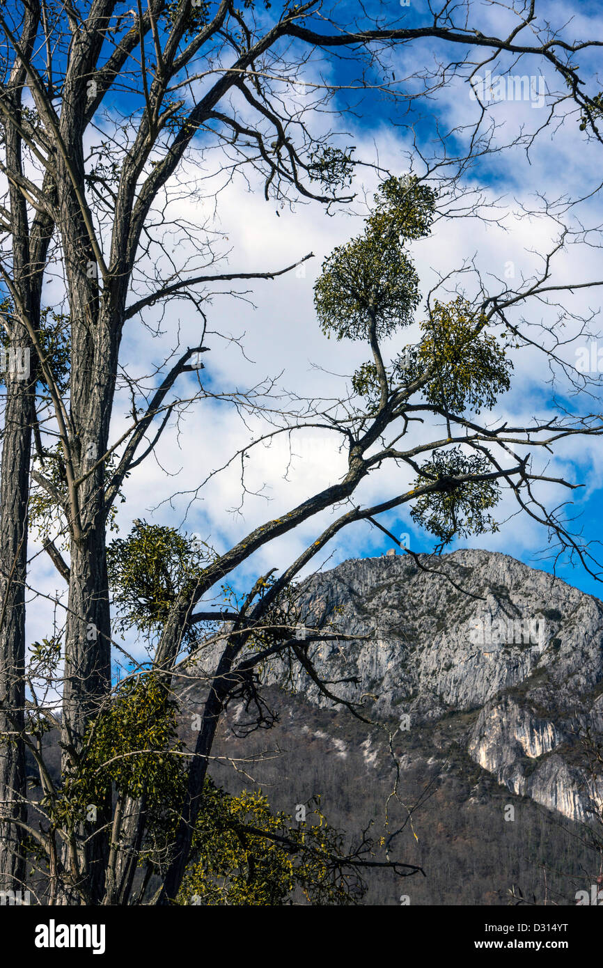 Tall tree with mistletoe clusters and mountains behind Stock Photo - Alamy