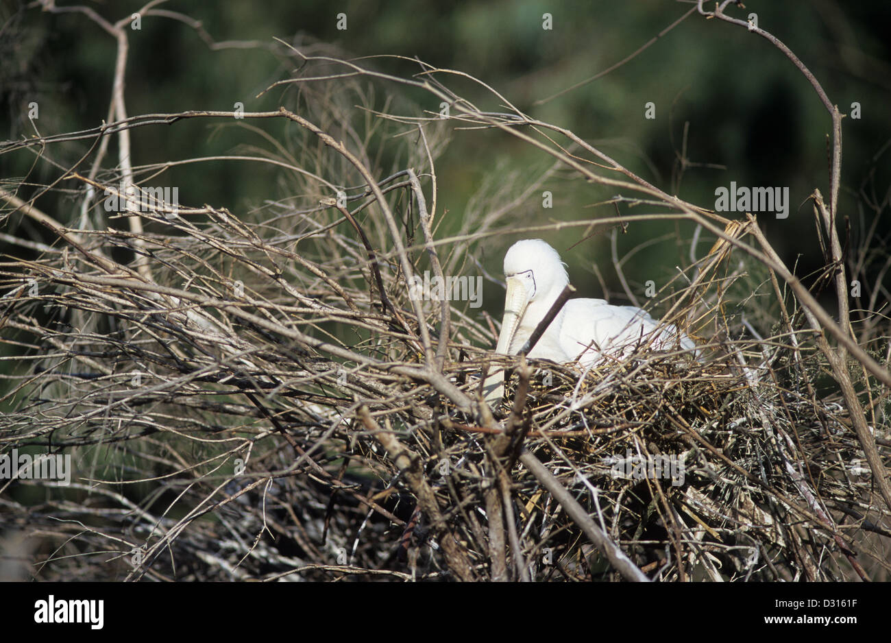 Australia, wildlife, birds, yellow-billed spoonbill nesting. Taken at ...