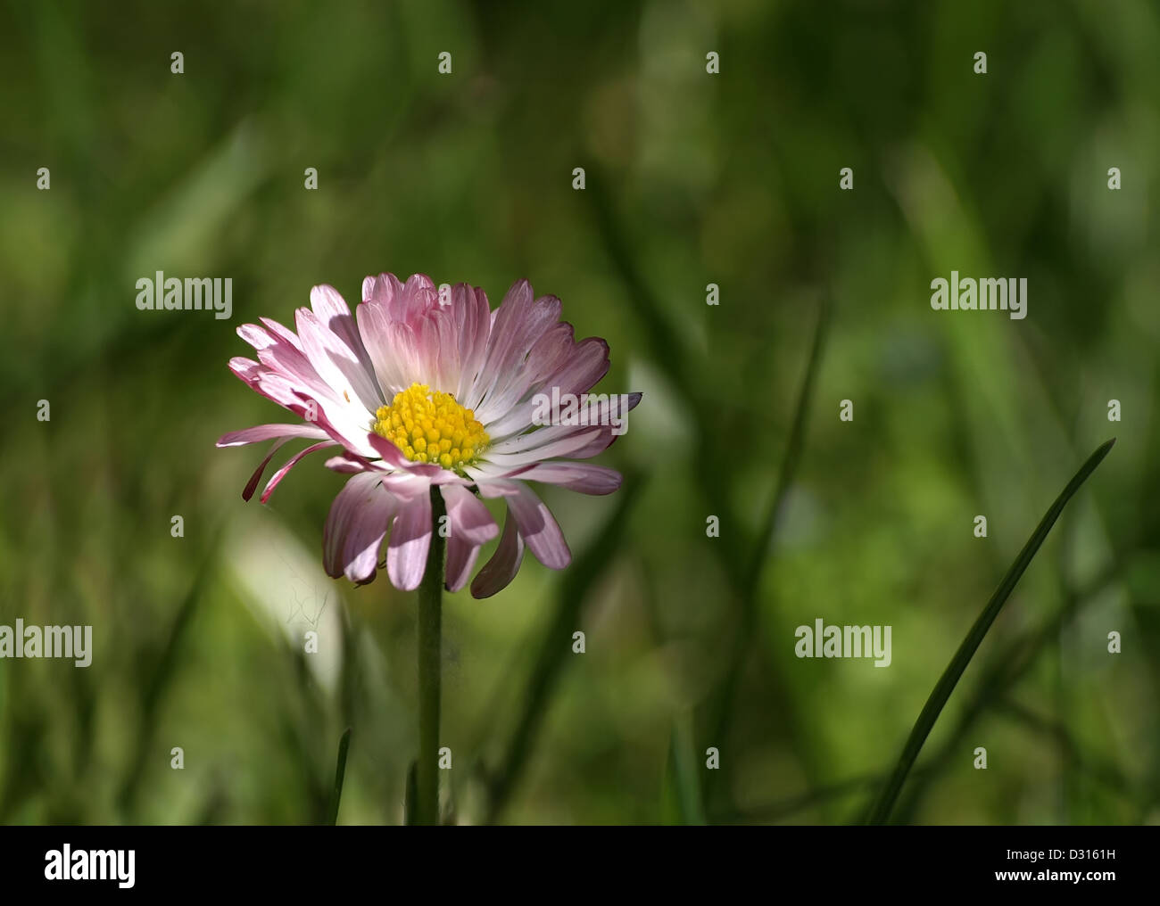 Pink daisy flower Stock Photo - Alamy