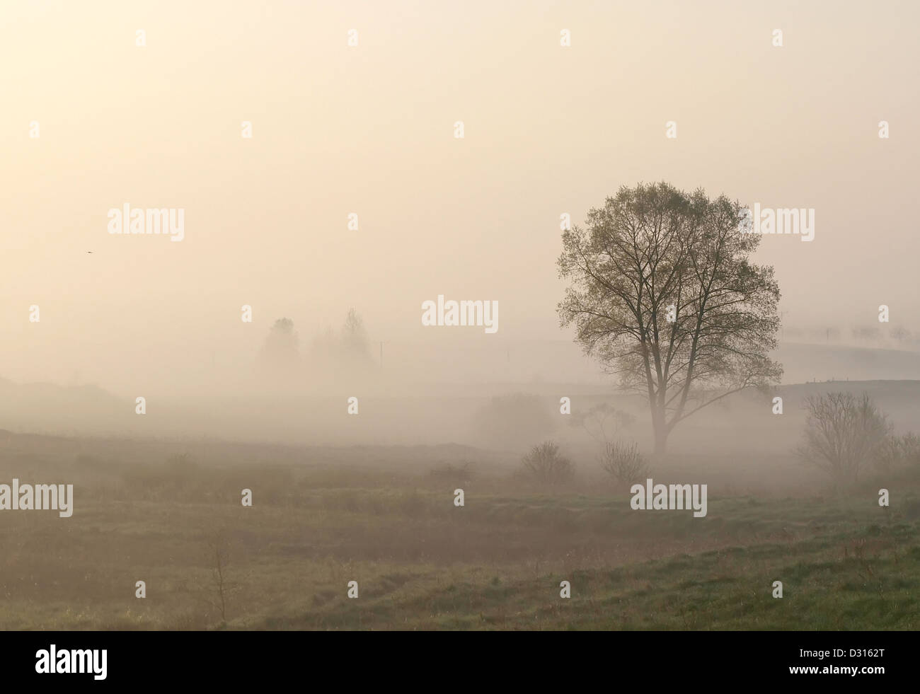 Foggy rural morning Stock Photo - Alamy