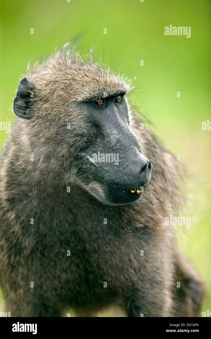 Baboon running hi-res stock photography and images - Alamy