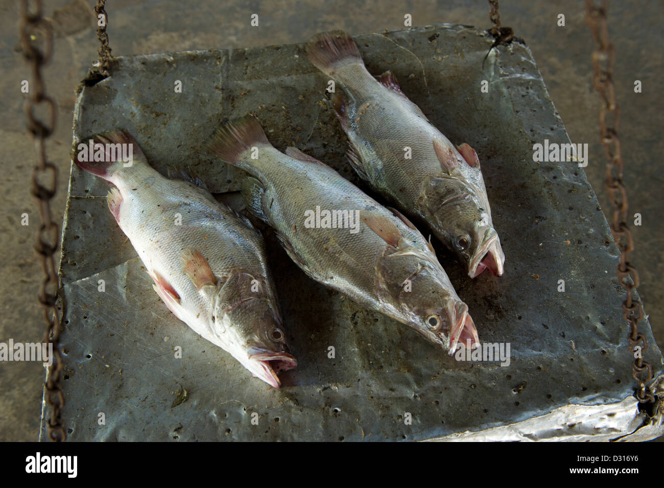 Victoria Fish's Instagram, Twitter & Facebook on IDCrawl