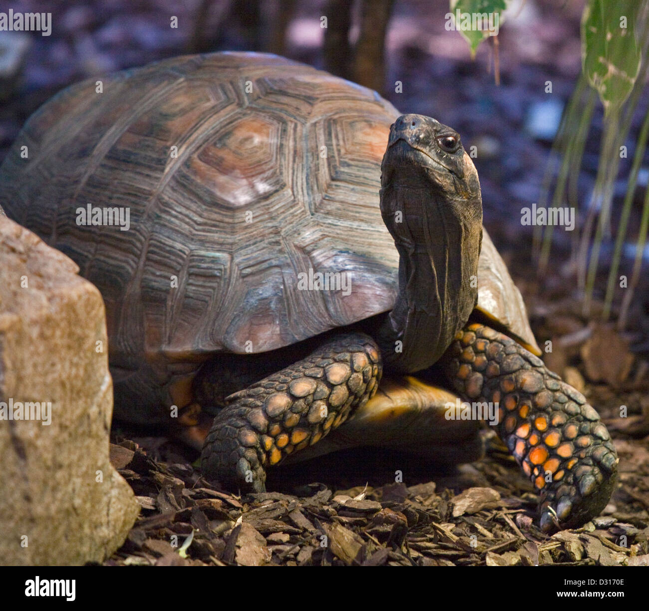 Yellow Footed Tortoise (chelonoidis denticulata Stock Photo - Alamy