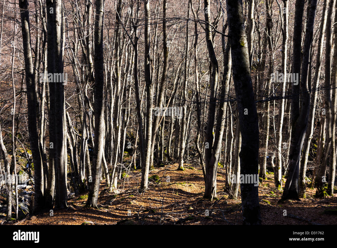 Forest of beech trees in the winter, French Pyrenees Stock Photo - Alamy