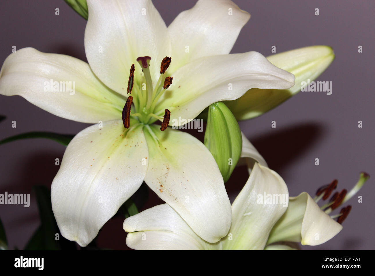 Lilly details hi-res stock photography and images - Alamy
