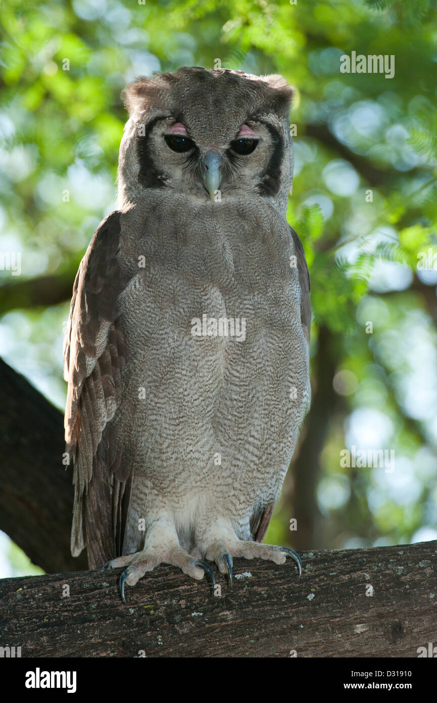 Owl owls hi-res stock photography and images - Alamy