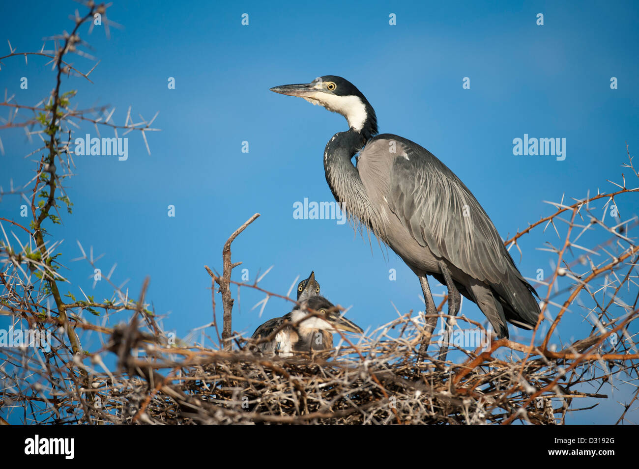 Black-headed heron with chicks, Ardea melanocephala, Lake Baringo ...