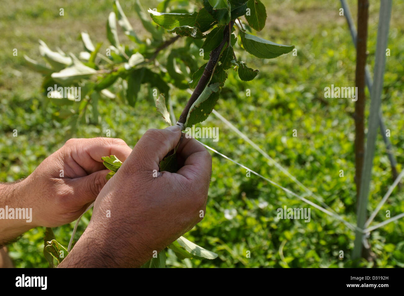Training tall spindle apple tree Stock Photo - Alamy
