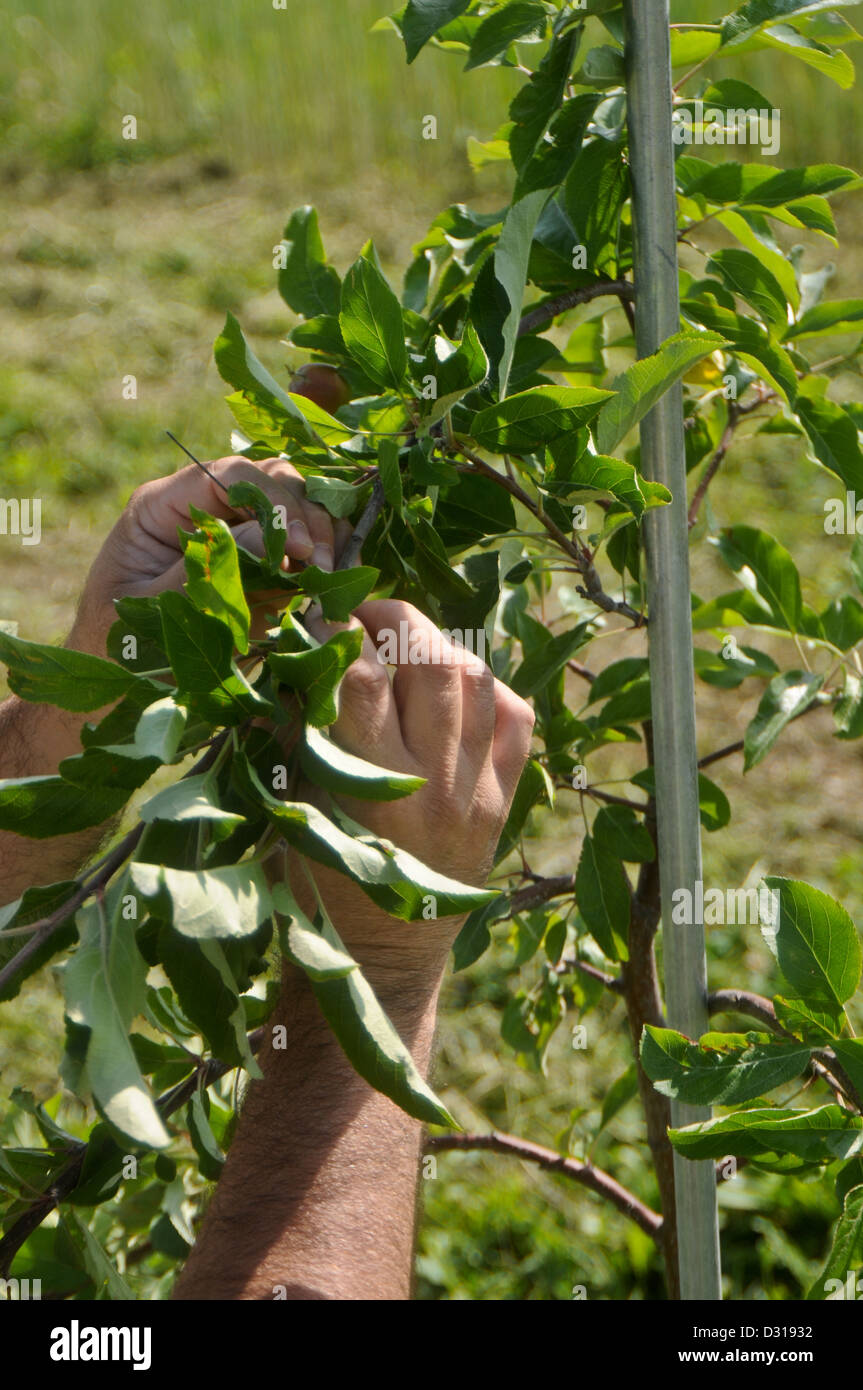 Training tall spindle apple tree with wire Stock Photo - Alamy
