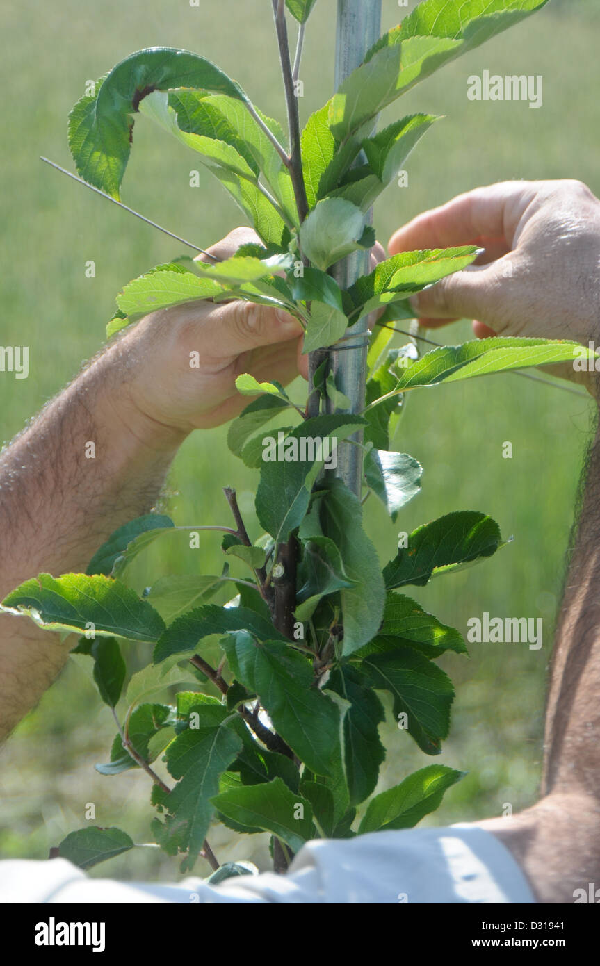 Spindle pole hi-res stock photography and images - Alamy