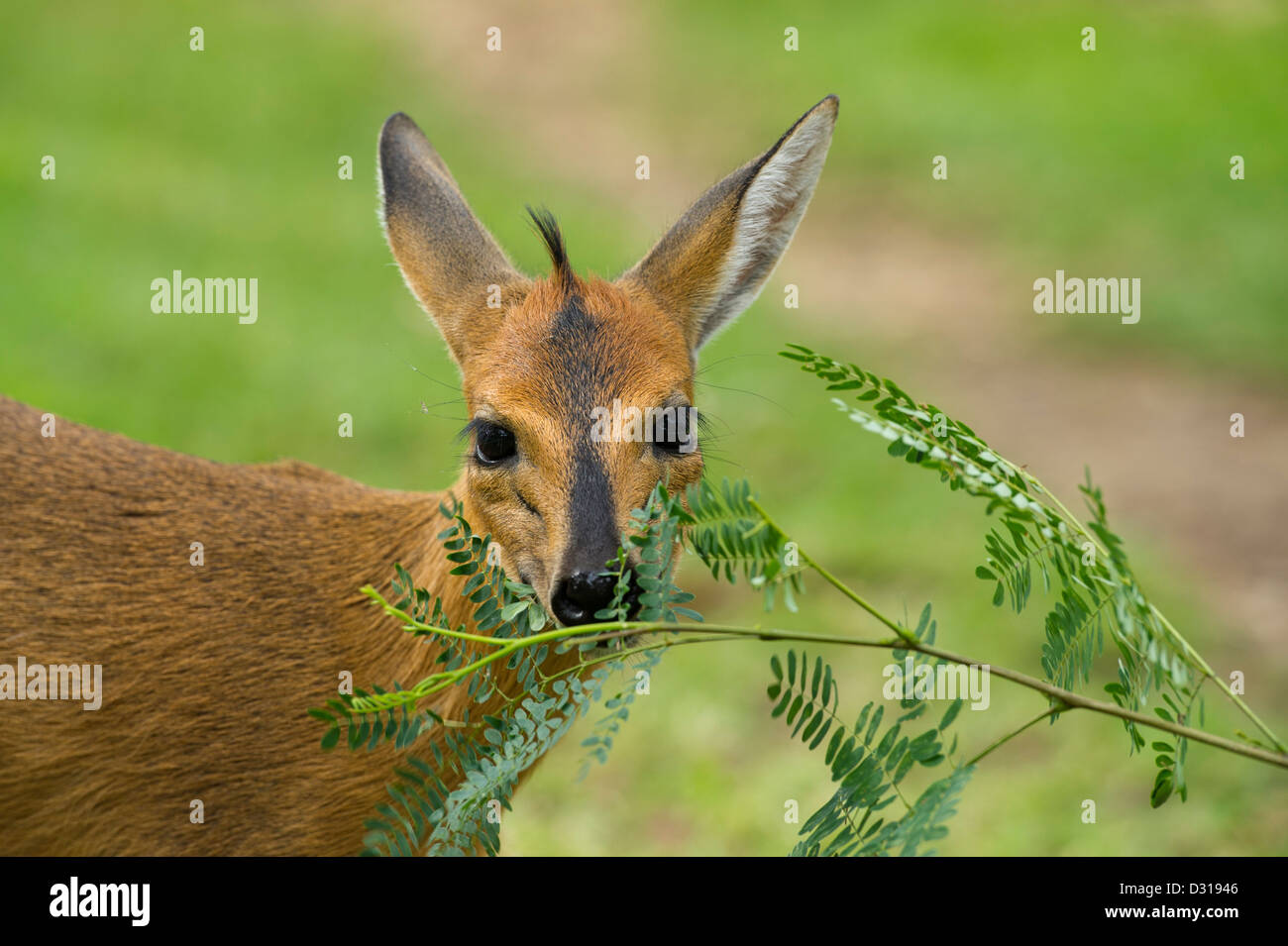 Common Duiker, Sylvicapra grimmia, Lake Baringo, Kenya Stock Photo - Alamy