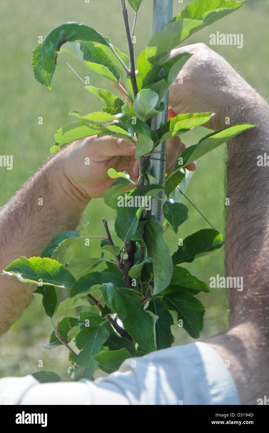 Wiring tall spindle apple tree to support pole Stock Photo - Alamy
