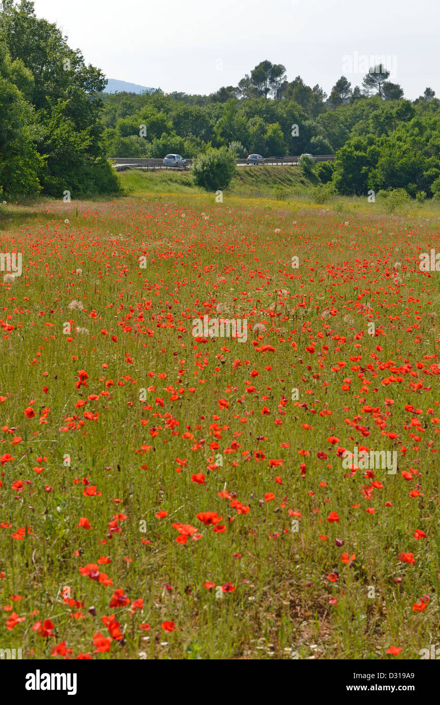 Poppy field hi-res stock photography and images - Alamy