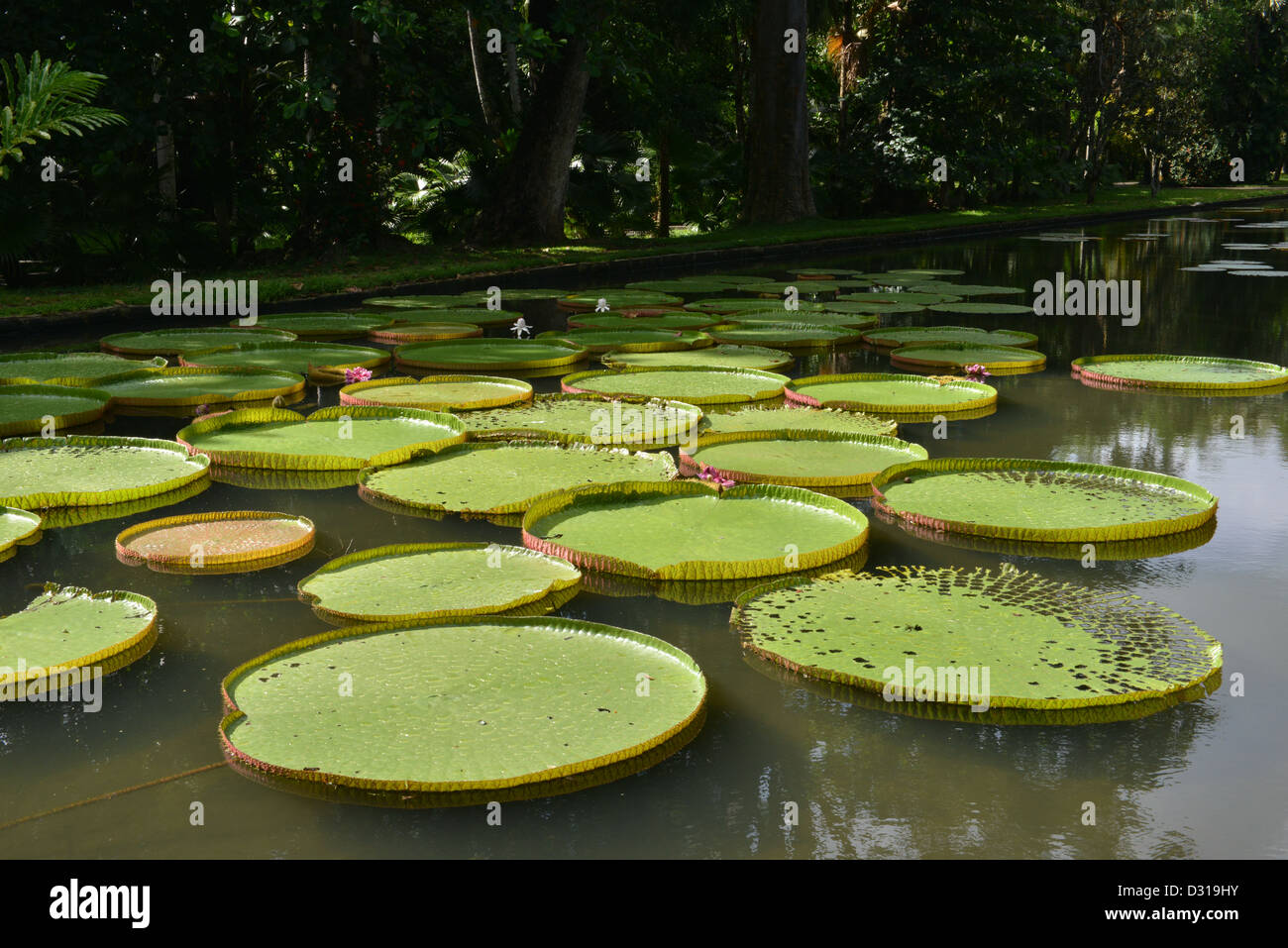 South American giant water lily. Victoria amazonica Stock Photo - Alamy