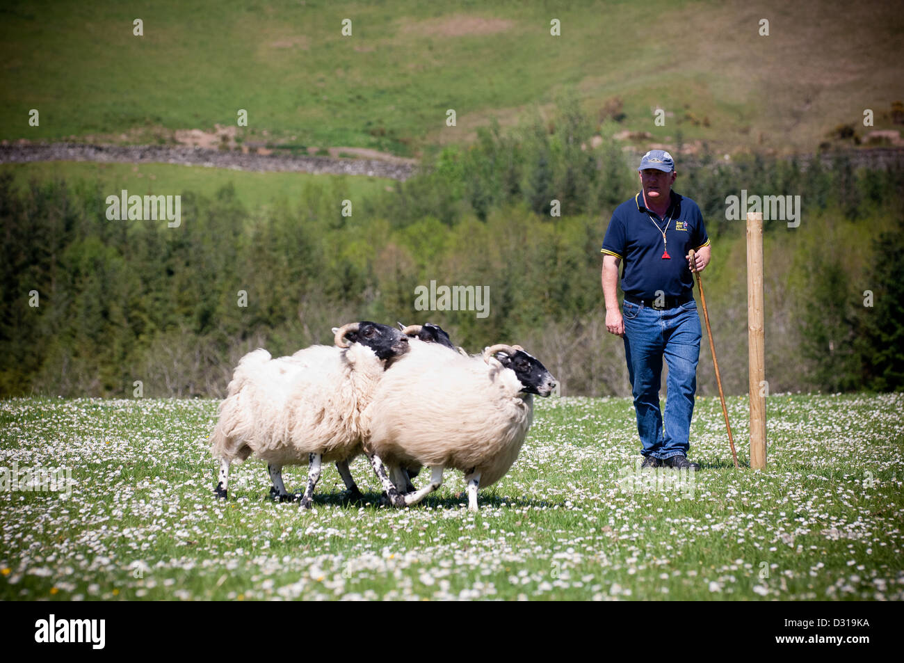 Sheep dog trials Achindaul Fort William Highlands Scotland UK Stock ...