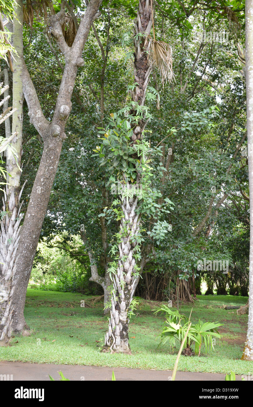 Crocodile Palm tree Stock Photo - Alamy