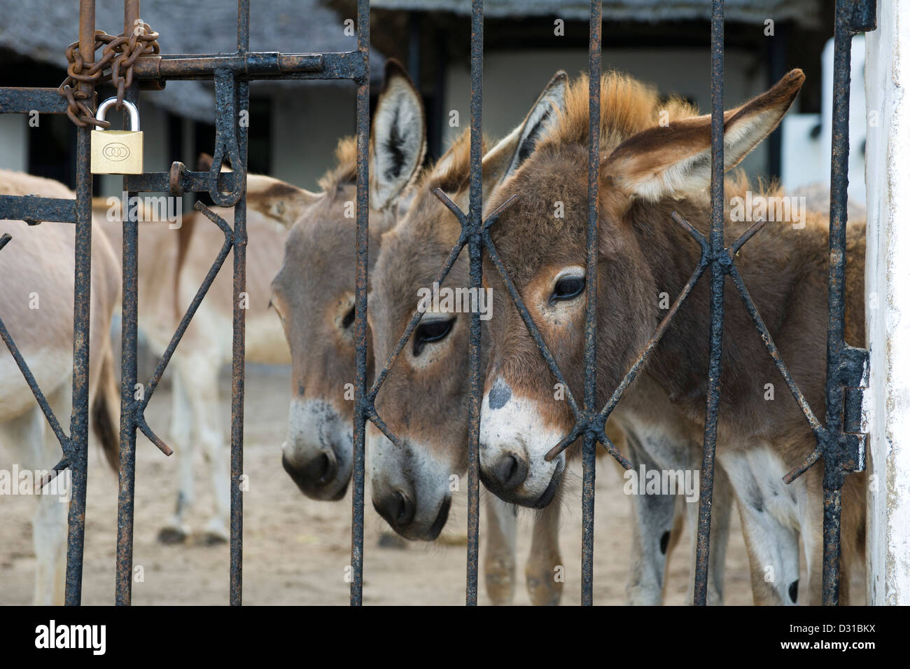The Donkey Sanctuary, Lamu, Lamu Archipelago, Kenya Stock Photo - Alamy