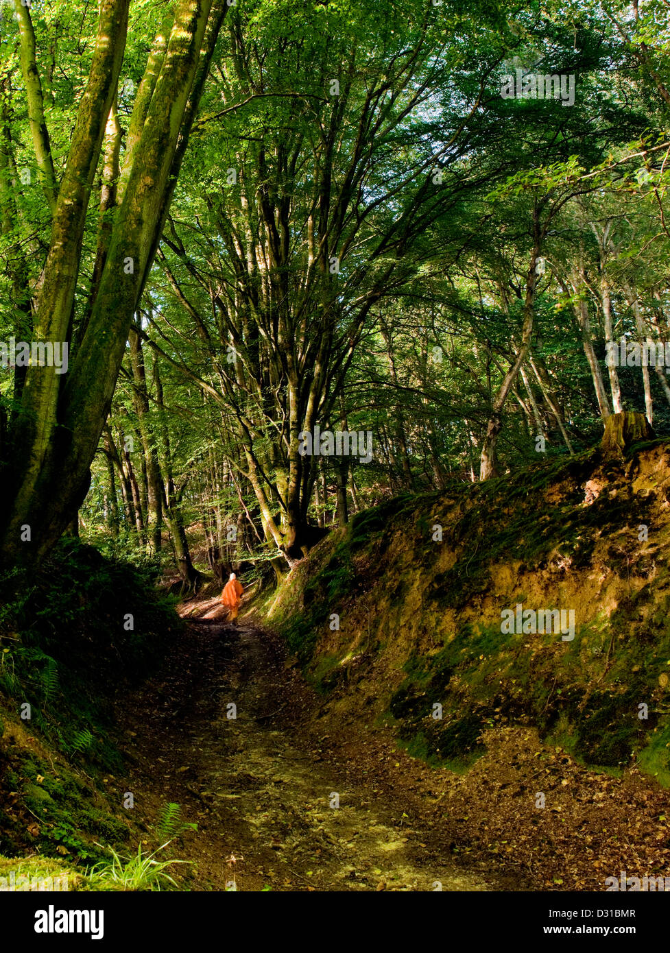 A Buddhist monk in orange robe walks along an ancient track in woodland ...