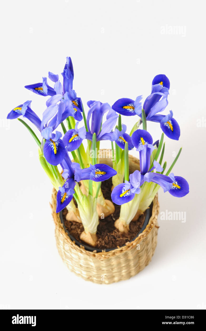 Bright blue iris hi-res stock photography and images - Alamy