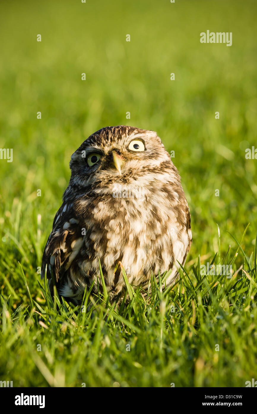 Owl on grass hi-res stock photography and images - Alamy