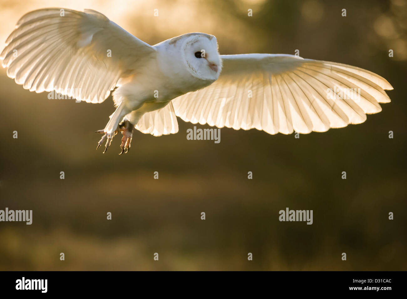 Barn Owl in flight Stock Photo - Alamy