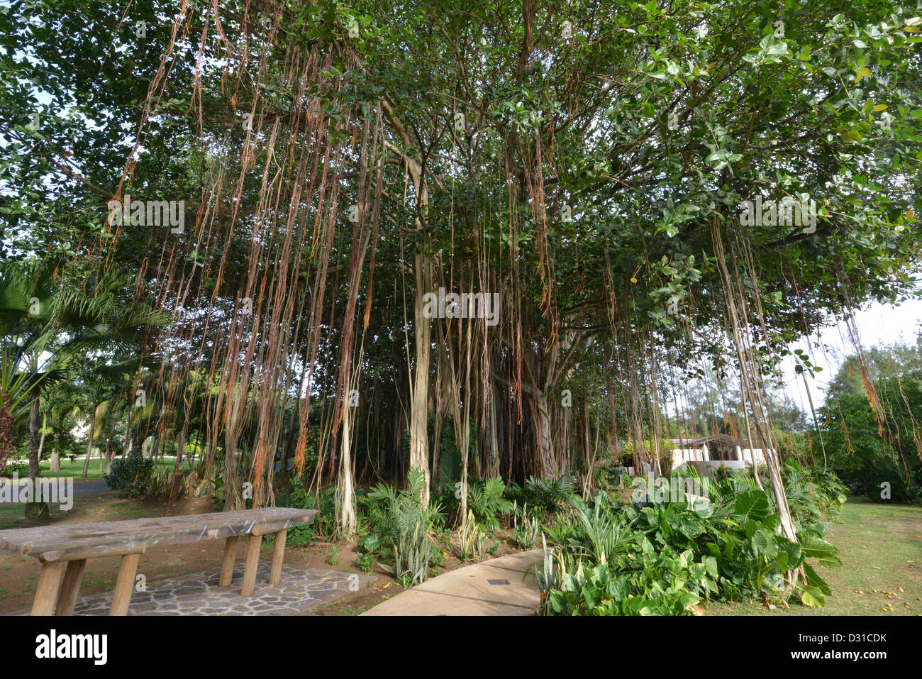 Banyan tree mauritius hi-res stock photography and images - Alamy