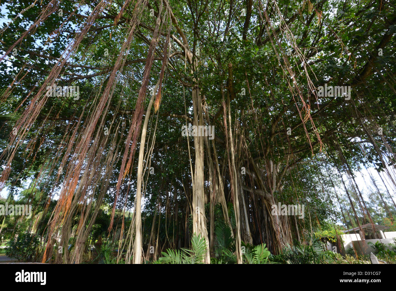 Banyan tree mauritius hi-res stock photography and images - Alamy