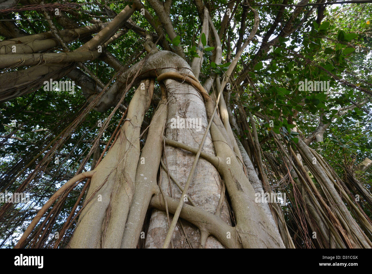 Banyan tree mauritius hi-res stock photography and images - Alamy