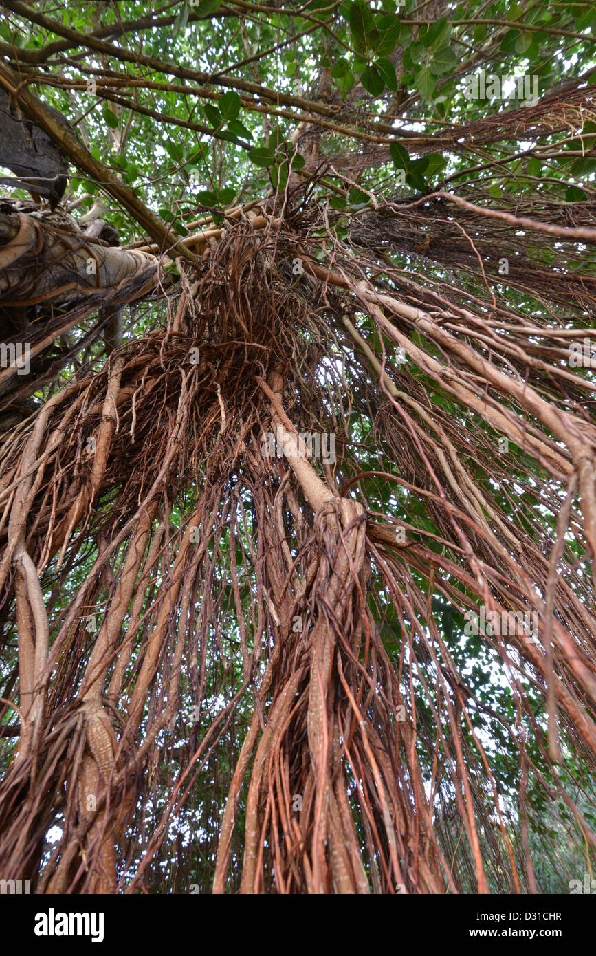Banyan tree mauritius hi-res stock photography and images - Alamy