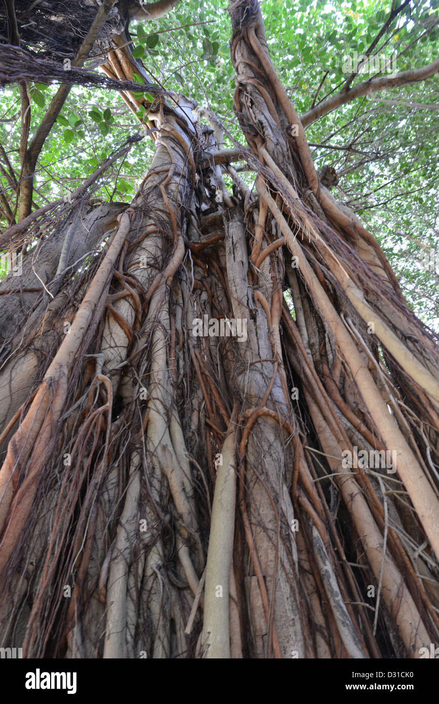 Banyan tree mauritius hi-res stock photography and images - Alamy