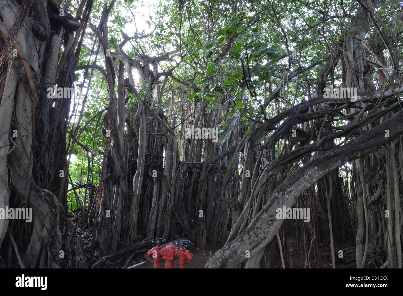 Banyan tree mauritius hi-res stock photography and images - Alamy